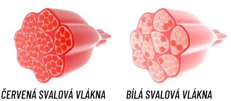 Typy svalových vláken a jejich vliv na hypertrofii. | Fitness007.cz